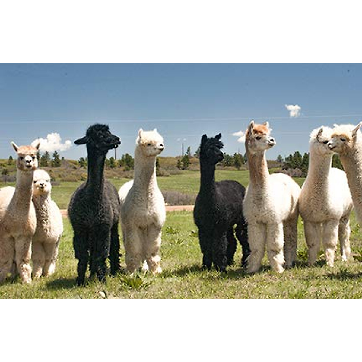 Alpaca Home | Solid Throw Blanket 100% Baby Alpaca Wool (Timeless Teal)