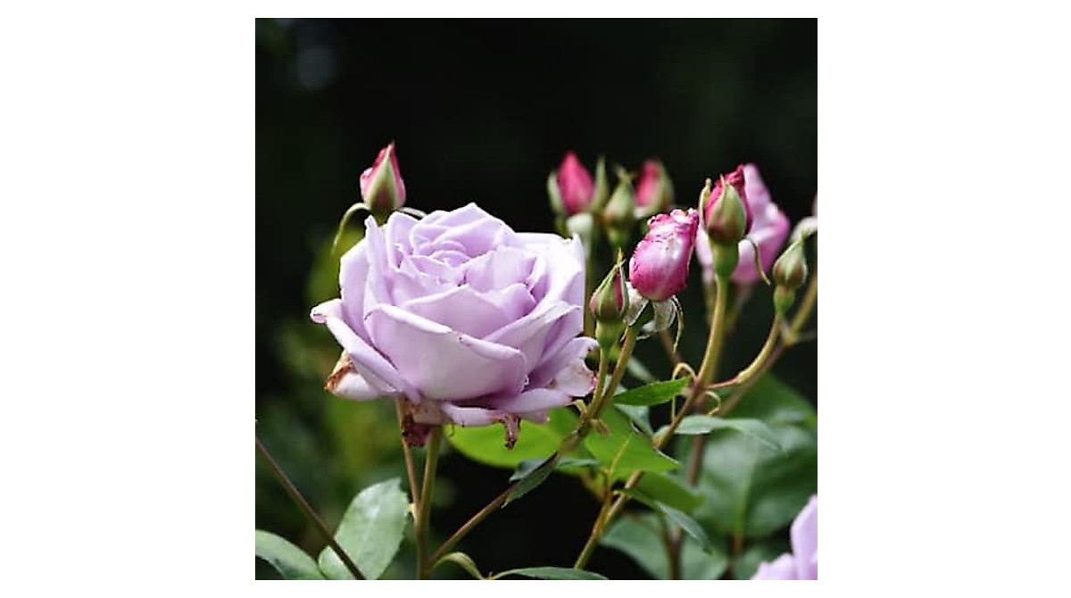 Sterling Silver Hybrid Tea Rose Seeds - 100 Fragrant Blooms