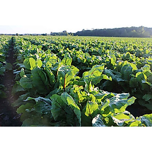 Standard Process Inc. Tuna Omega-3 Oil EPA and DHA - Whole Food Support, Brain Health and Brain Support, Eye Health, Skin Health and Hair Health with Tuna Oil - Gluten Free - 120 Softgels