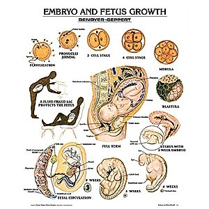 Embryo Fetus Growth Wall Chart, Unmounted