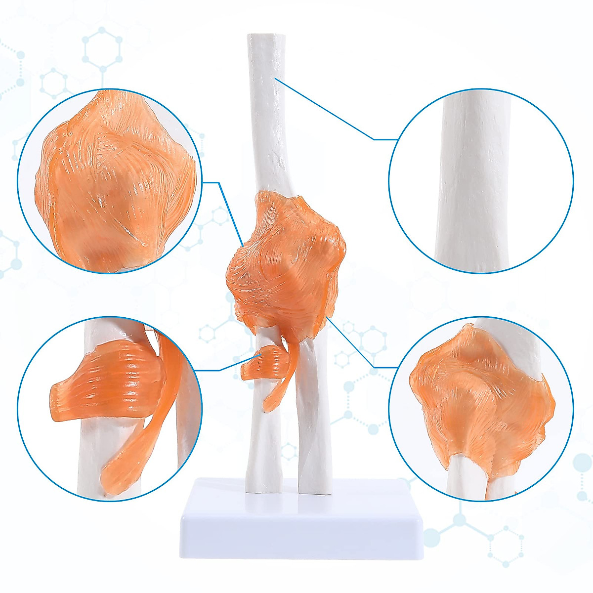 SKUMOD Human Elbow Joint Model with Ligaments, Life-Size Flexible Elbow Joint, Includes Base for Display and Interaction, Elbow Joint for Patient Education & Medical Training