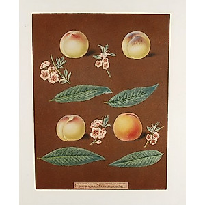 [Peach] White Avant Peach; Bears Red Avant; White Magdalen; Red Magdalen