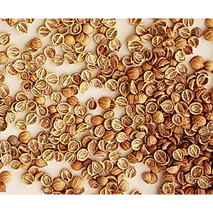 500 Organic Cilantro Seeds for Planting Outdoors or Indoors, Leisure Splits, 4.2 Grams, Giving You The Cilantro Plant You Need, Coriander Seeds, Semilla de Cilantro