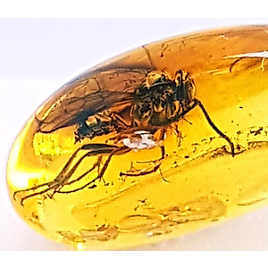 AMBERMILANA Natural Fossil Baltic Amber with Insect Inclusion in Magnifying Box/Beautiful Museum Grade/Certified Genuine Baltic Amber