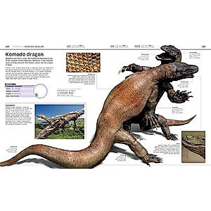 Animal! (DK Knowledge Encyclopedias)