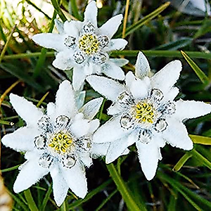 QAUZUY GARDEN 100 Edelweiss Seeds White Leontopodium Alpinu - Edible & Attract Pollinators - Perennial Beautiful Woody Flower - Showy Houseplant Ground Lawn Cover