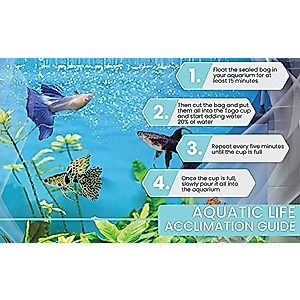 D&A Tropical Live Fish - Tiger King Cobra Guppy Live Fish, Male and Female Guppies Live Fish for Aquarium, Live Fish Freshwater(1 Breeding Pair(1 Male, 1 Female))