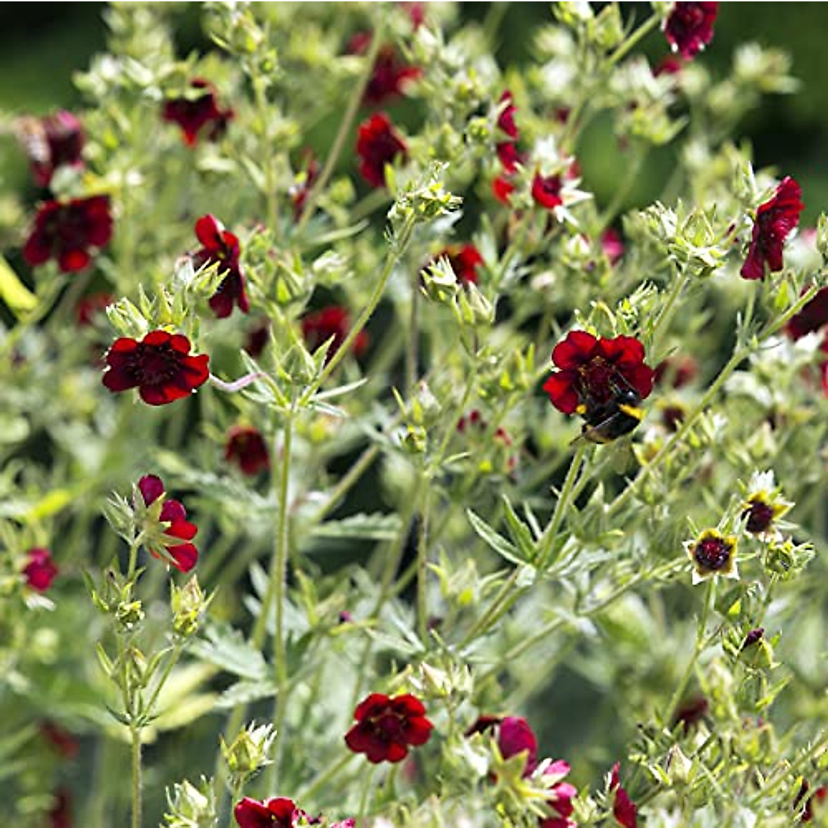 David's Garden Seeds Wildflower Cinquefoil Scarlet FBA-4165 (Red) 200 Non-GMO, Heirloom Seeds