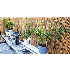 Bamboo Slat Fence, 5'H x 14'L