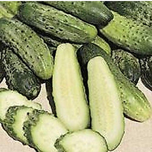 Miss Pickler F1 Cucumber Seeds - Excellent Choice for Home Gardens. Delicious(100 - Seeds)