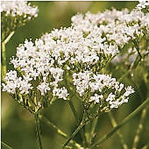 Valerian Seeds (20+ Seeds) | Non GMO | Vegetable Fruit Herb Flower Seeds for Planting | Home Garden Greenhouse Pack
