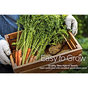 Gardeners Basics, Winter Fall Vegetable Seeds for Planting 8 Varieties Sugar Snap Pea, Carrot, Beet, Radish, Lettuce, Broccoli, Kale, Cabbage Seed Fall Vegetable Seeds Packs