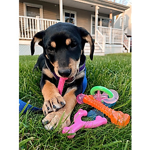 Nylabone New Puppy Chew Toy Bundle, Toys for Teething Puppies, Chicken & Bacon Flavors, Pink, X-Small - Up to 15 lbs, 4 Pack