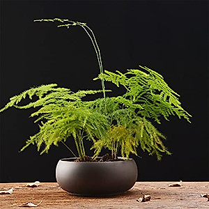 Zerodeko Small Terrarium Purple Sand Succulent Flower Pot Pet Decorations Purple