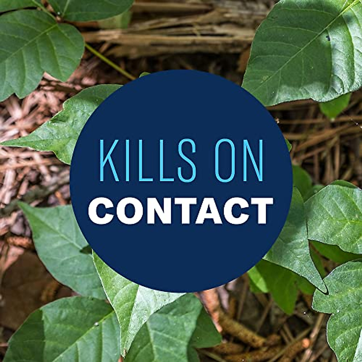 BioAdvanced Brush Killer Plus, Ready-to-Use, 1 Gal – Kills Tough Brush Roots & All, Kills Poison Ivy