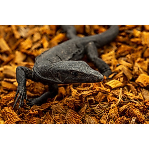 ReptiChip Compressed Coconut Chip Substrate for Reptiles 72 Quart Coco Husk Bedding Brick for Ball Pythons, Snakes, Tortoises, Geckos, Frogs, or Lizard Terrarium Tanks