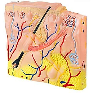 The Skin Structure Model - Planar Structure of Human Anatomical Medical Model Skin Leather Model - Model for The Visual Study,Lab Supplies