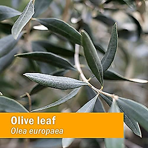 Herb Pharm Certified Organic Olive Leaf Liquid Extract for Immune System Support, 4 Fl Oz