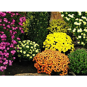 200 Mixed Color Chrysanthemum Seeds for Planting；Ground Cover Landscape