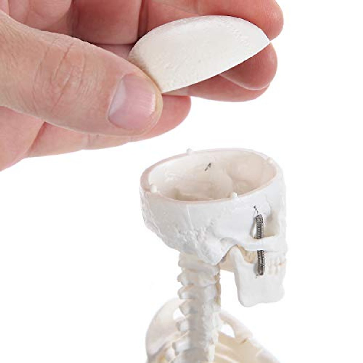 Anatomy Lab Human Skeleton Model, 19" Desktop Skeleton Has Movable Arms and Legs, Details Basic Human Skeletal System with Display Stand