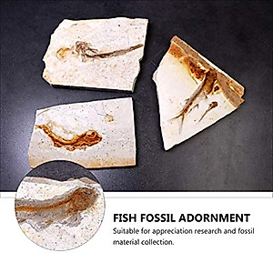 Scicalife Paleontology Fish Fossil Specimen Stone Ornaments for Basic Paleontology Biological Science Education Laboratory Supply(Random Size)