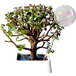 Ahhute 3 Pack Plant Watering Globes - Iridescent Rainbow Gradient Color Glass Watering Globes - Watering Bulbs for Outdoor Plants Indoor Plants - Plant Self Watering Devices