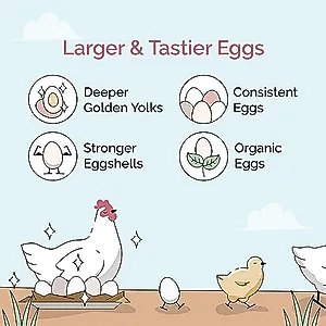 Mile Four | Chicken Grit | Sized for Layers & Growers | 8-20+ Weeks | Natural Crushed Mineral Grit Quartzite from Sandstone | Digestion Aid for Poultry | US Mined | 4 lbs.