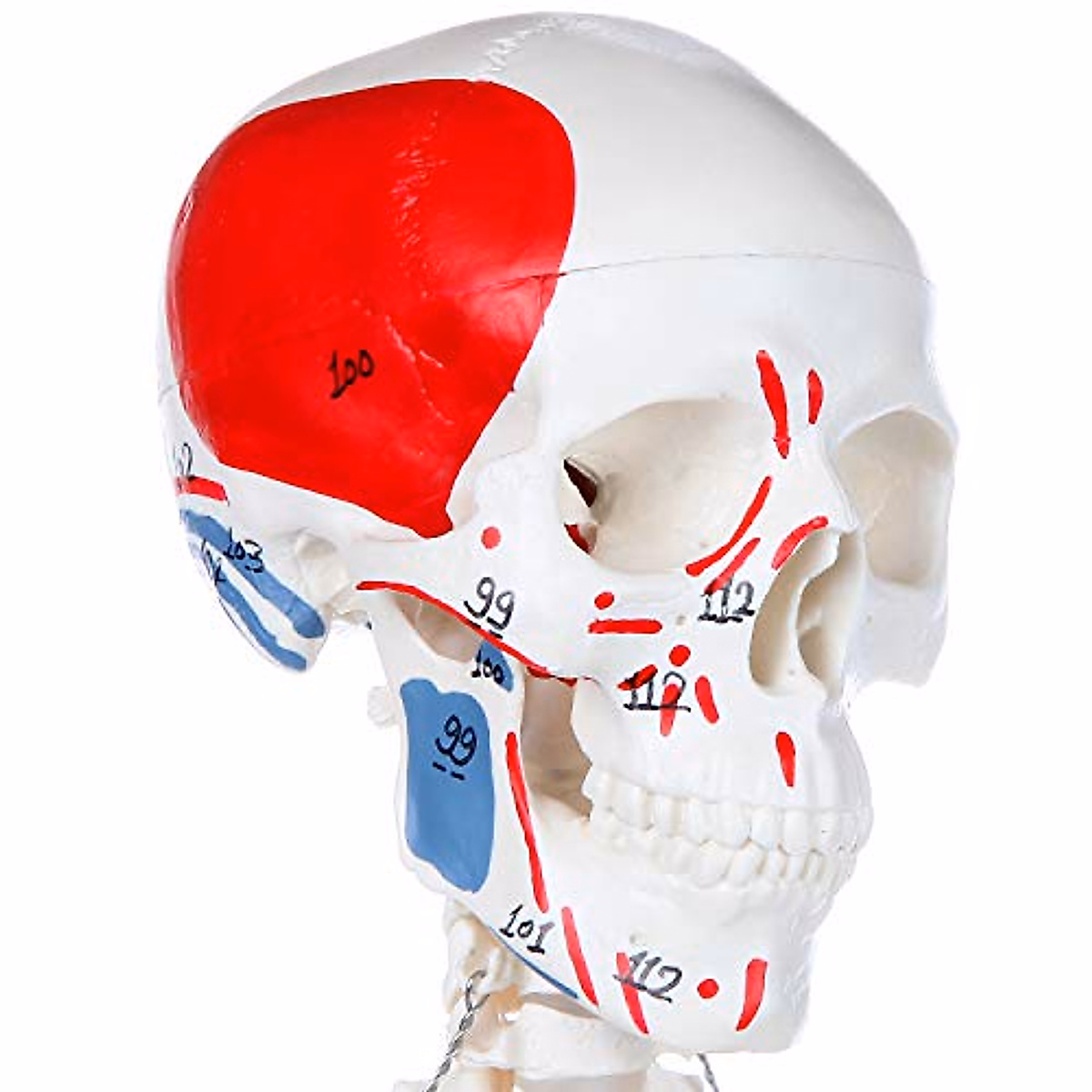 Axis Scientific Mini Human Skeleton Model with Metal Stand, 31" Tall, Painted and Numbered Muscle Insertion and Origin Points, Product Manual for Study and Reference, Easy to Assemble