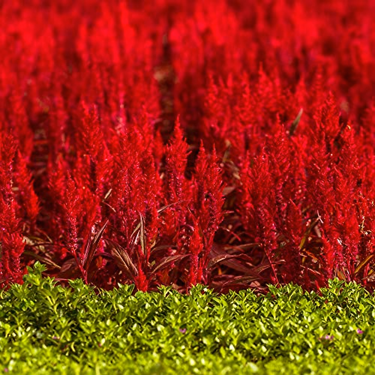 Outsidepride Celosia Scarlet Plume Plant, Feathery Amaranth Garden or House Plant Flower - 1000 Seeds