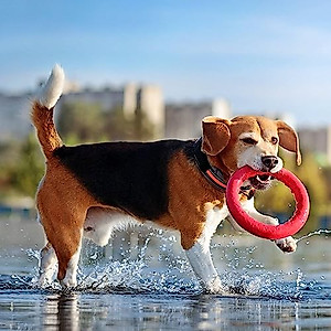 Threaded Pear Ring Toy for Small and Large Dogs - Dog Toys for Aggressive Chewers - Best Dog Toys - Tough Dog Toys for All Breeds - Green