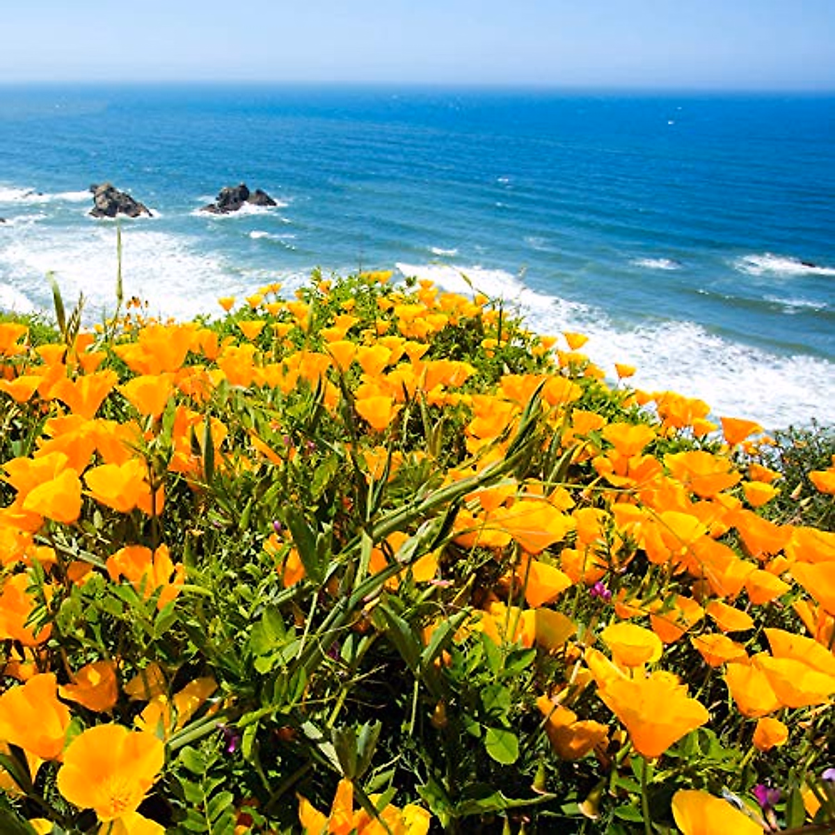 Outsidepride Eschscholzia Californica California Poppy Native Garden Wild Flower Seed - 1/4 LB