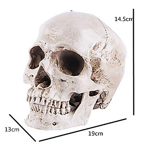 JOONOR Resin Medical Anatomical Human Skull Model - Life Size Replica Realistic Human Skull Head Bone Model, Anatomy Skull High Precision Teaching Tool Halloween Décor