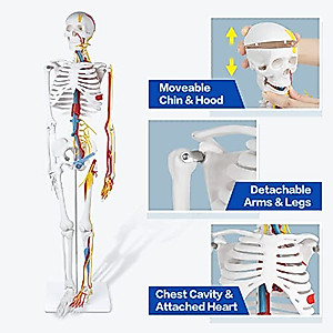 Human Skeleton Model for Anatomy, 33.5’’ Tall Medical Anatomical Skeleton with Removable Arms and Legs, Nerves Arteries Painted Muscle Insertion and Origin Points for Medical Study and Display