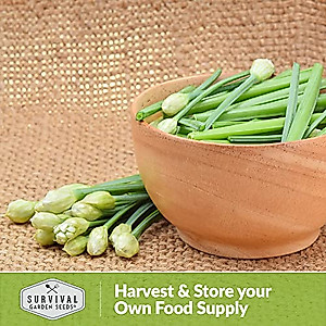 Survival Garden Seeds - Garlic Chives Seed for Planting - Packet with Instructions to Plant and Grow Delicious Perennial Herbs in Your Home Vegetable Garden - Non-GMO Heirloom Variety