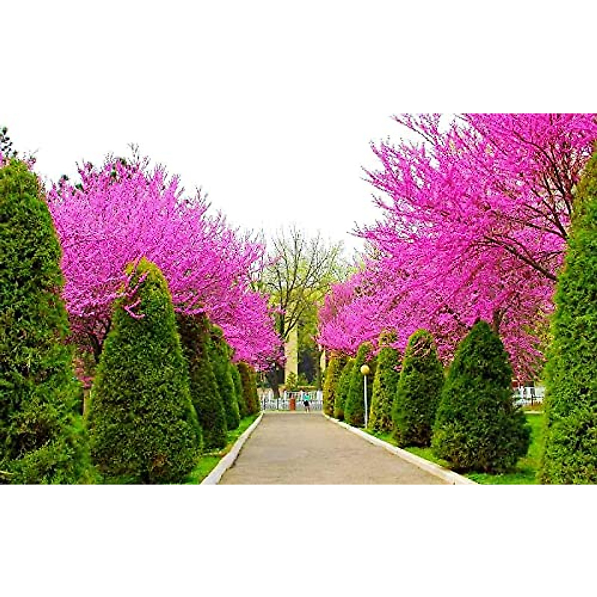 Judas Tree Bonsai European Redbud Tree of Love Flowering Cercis Siliquastrum Sakura 15 Seeds for Planting