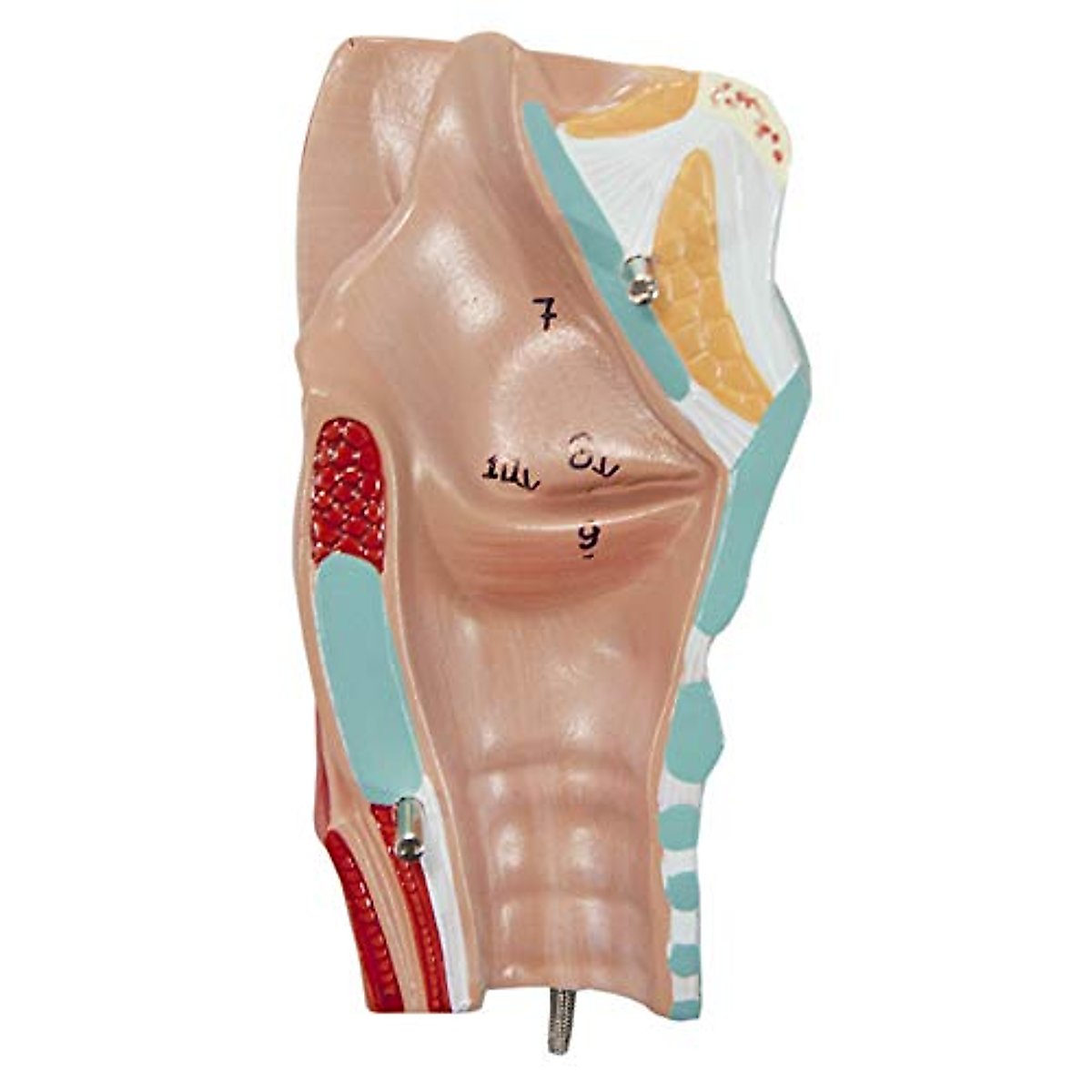 Axis Scientific Human Lung and Respiratory System Model | 3/4 Life Size Model has 7 Removable Parts | Includes 2 Part Heart and Detachable Larynx | Includes Product Manual