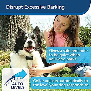 PetSafe Basic Bark Control Collar for Dogs 8 lb. and Up, Anti-Bark Training Device, Waterproof, Static Correction, Canine - Automatic Dog Training Collar to Decrease Barking, PBC-102