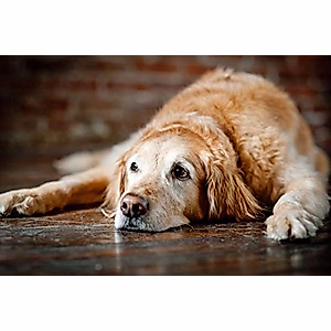 Hip and Joint Supplements for Puppy - Hip & Joint Support - for Dogs - Chewable - Dog glucosamine Tablets - 1 Bottle (120 Chewable Tablets)