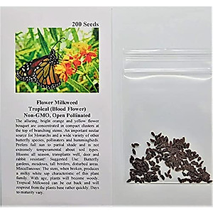 David's Garden Seeds Flower Milkweed Tropical 1195 (Multi) 200 Non-GMO, Heirloom Seeds