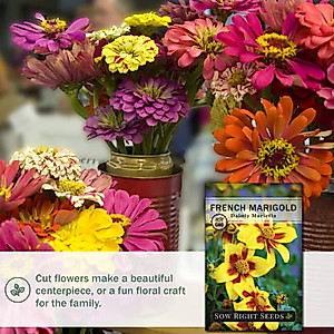 Sow Right Seeds - Dainty Marietta Marigold Seeds for Planting, Beautiful to Plant in Your Flower Garden; Non-GMO Heirloom Seeds; Wonderful Gardening Gift (1)