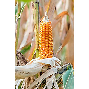 Yellow Popcorn Seed for Growing Heirloom OP Open Pollinated Non-GMO Garden Seed 25 Seeds by Country Creek Acres