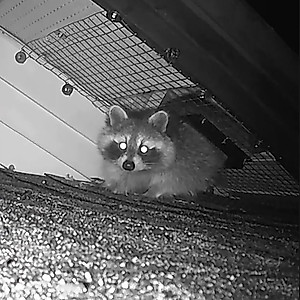 Artowell Raccoon One Way Eviction Door - The Raccoon Trap Contactless Excluder, Raccoon Repellent Perfect for Outdoor Spaces Like Attics, Chimneys & Under Decks. Fast Results, Easy DIY Installation