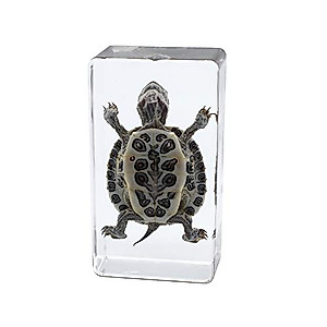 Cherish XT Real Marine Animal Trachemys scripta elegans Tortoise Specimen Paperweight Animal Science Classroom Specimen for Science Education