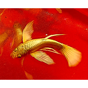 1 Breeding Pair- Full Gold 24K Guppy Live Fish- Grade A+ (Full Gold 24K Ribbons), 3 months
