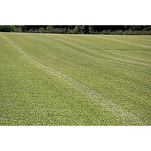 Centipede Grass Seed for a Dense Green Lawn, NO Mulch, 1 lb Coated Seeds, Sun and Moderate Shade Tolerant Lawn Seeding and Turf Patch Repair, Southern Southeast US, Low Fertilizer Low Maintenance