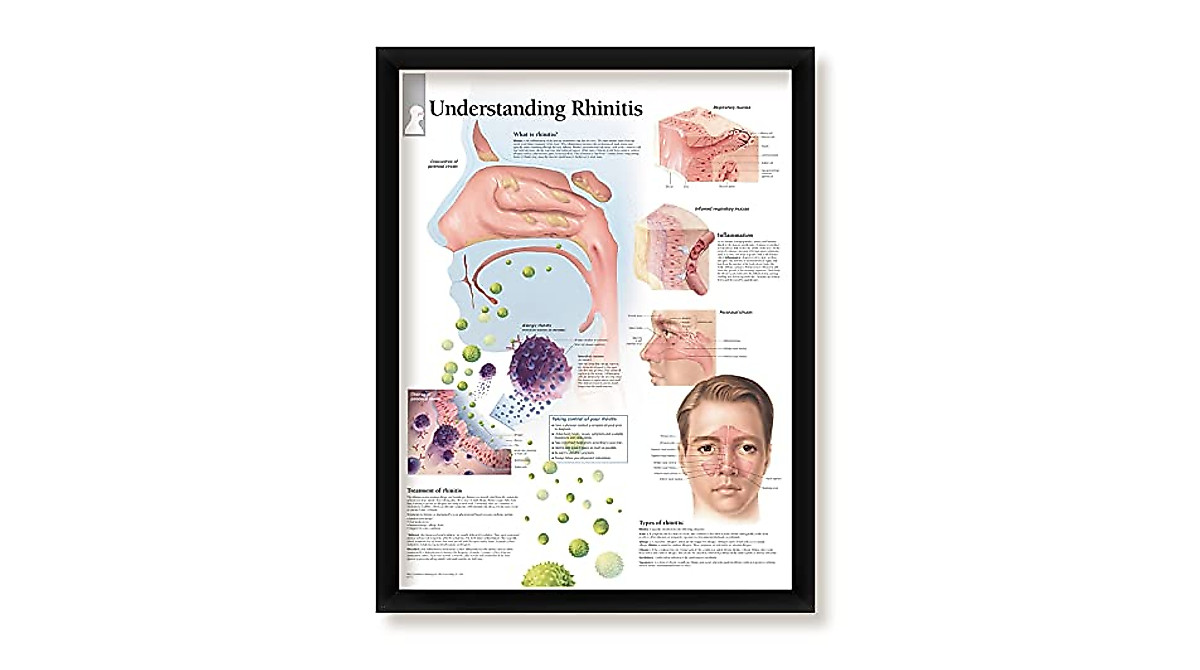 Framed Medical Posters Set - Ear, Nose & Throat
