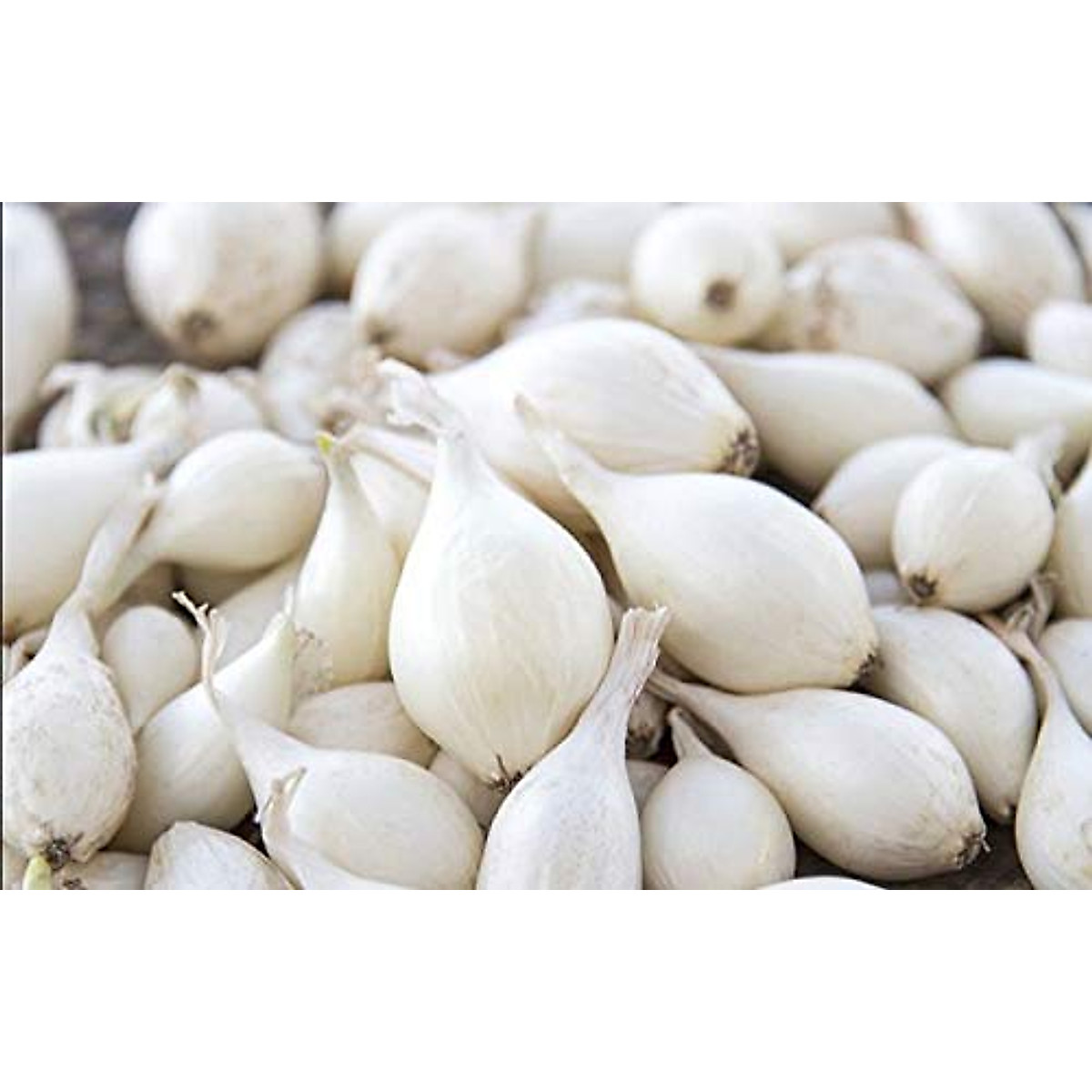 White Onion Sets, 60-80 Bulbs