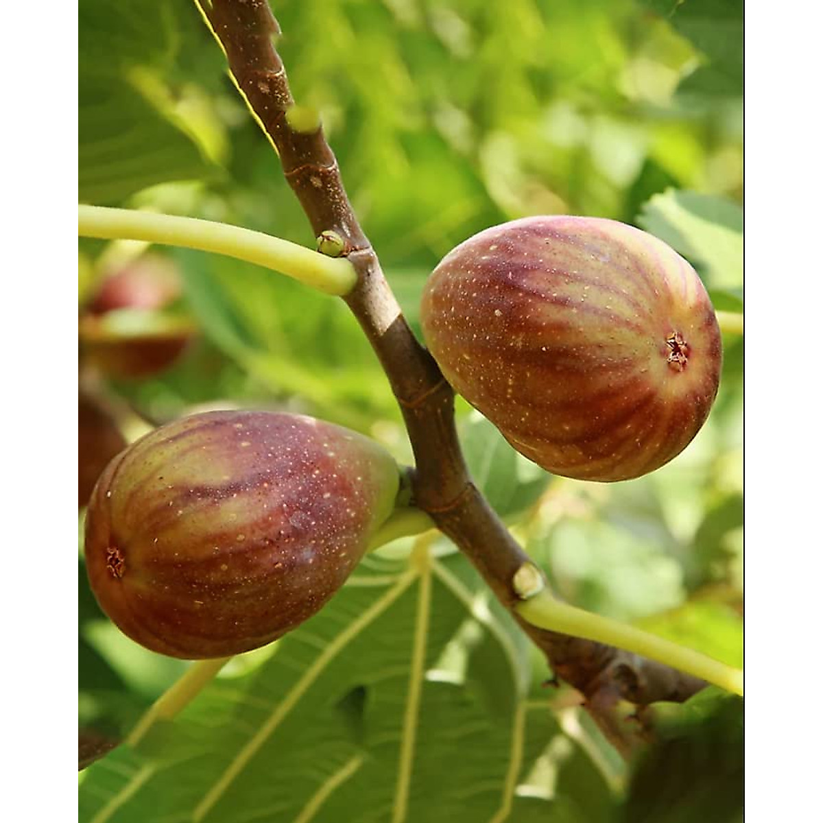 2 Fig Trees Celeste Large Fig Fruit Plant 20 Inches Ornaments Perennial Garden Simple to Grow Pots