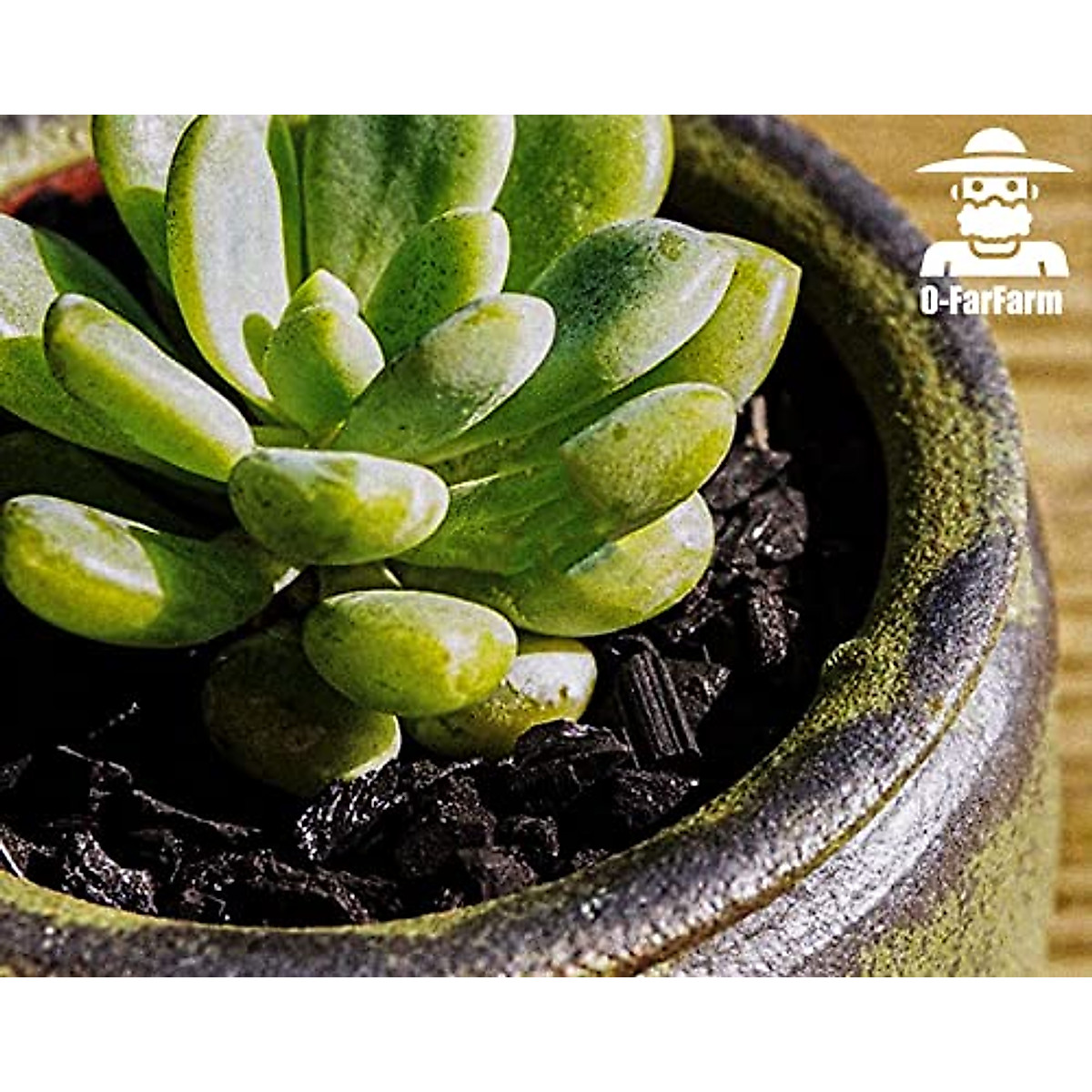 O-FarFarm Horticultural Charcoal for Potted Plants 2 QT, Hardwood Charcoal for Potting Soil Amendment, Orchids, Terrariums, and Gardening