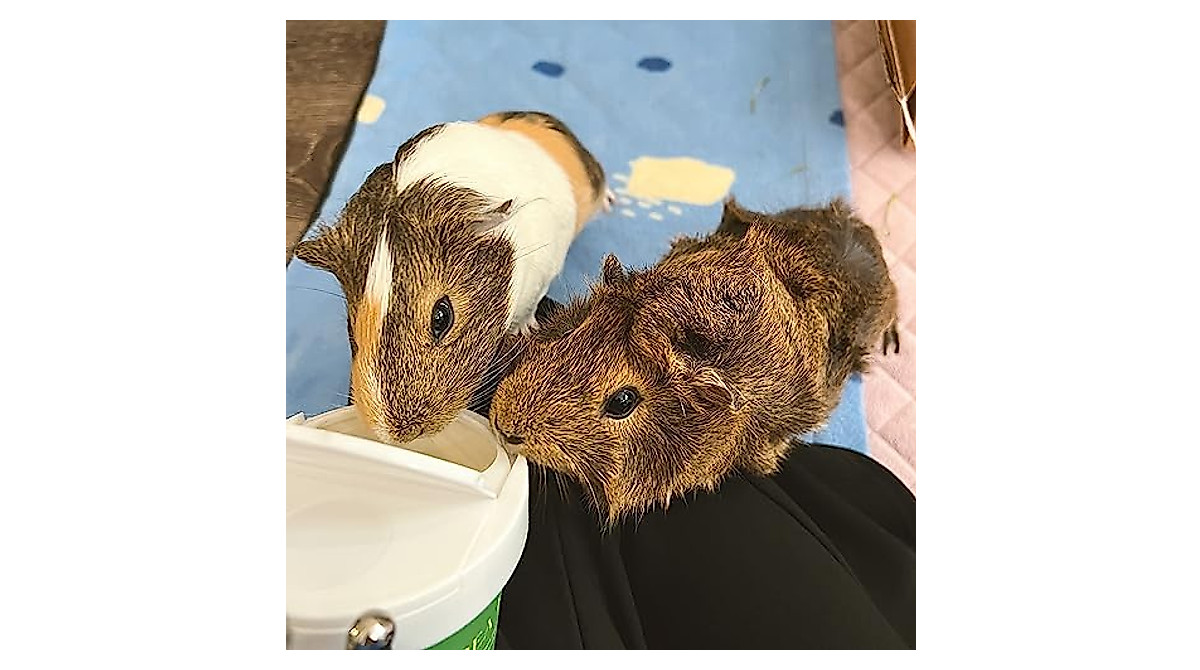 GuineaDad Pea Flakes - Nutrient-Rich Treat for Guinea Pigs